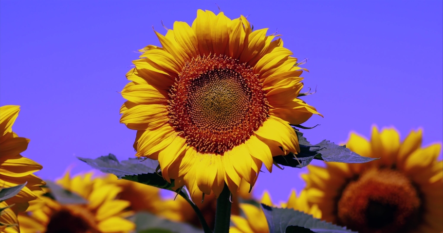 Crown iconic plant Stock Video Footage - 4K and HD Video Clips ...