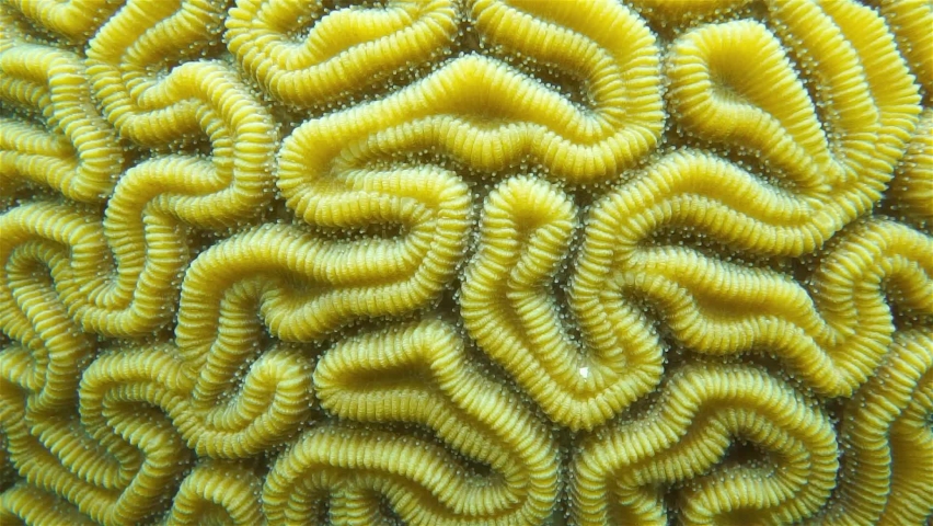Brain Coral Pattern Stock Video Footage - 4K and HD Video Clips ...