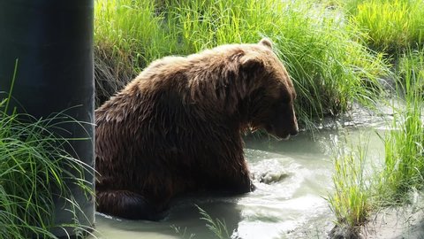 Brown Bear Scratching His Back On Stock Footage Video (100% Royalty ...