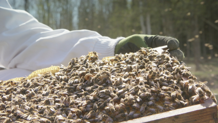 Observation Hive Stock Video Footage - 4K and HD Video Clips | Shutterstock