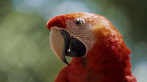 Slow Motion Portrait Showing Pretty Red Stock Footage Video (100% ...