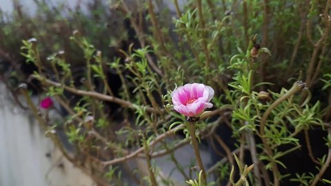 Indonesian Named Bunga Krokot Portulaca Grandiflora Stock Footage Video ...