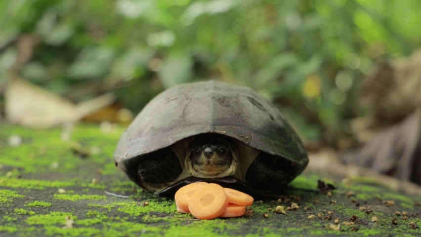 168 Terrestrial aquatic animals Stock Video Footage - 4K and HD Video ...