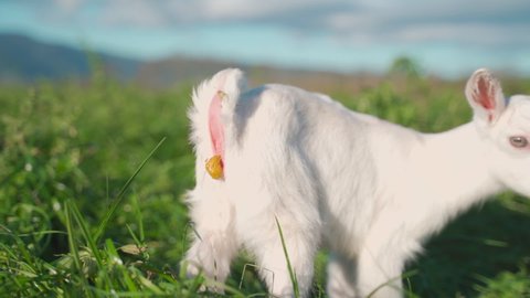 Baby Goat Pooping Stock Footage Video (100% Royalty-free) 1076414375 ...