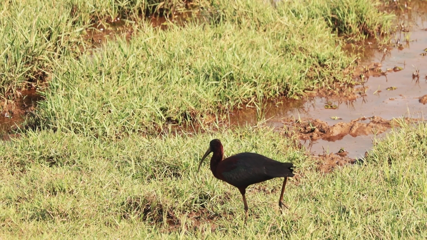 4 K Ibis Stock Video Footage - 4K and HD Video Clips | Shutterstock