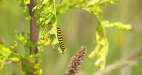 Bird eating caterpillar Stock Video Footage - 4K and HD Video Clips ...