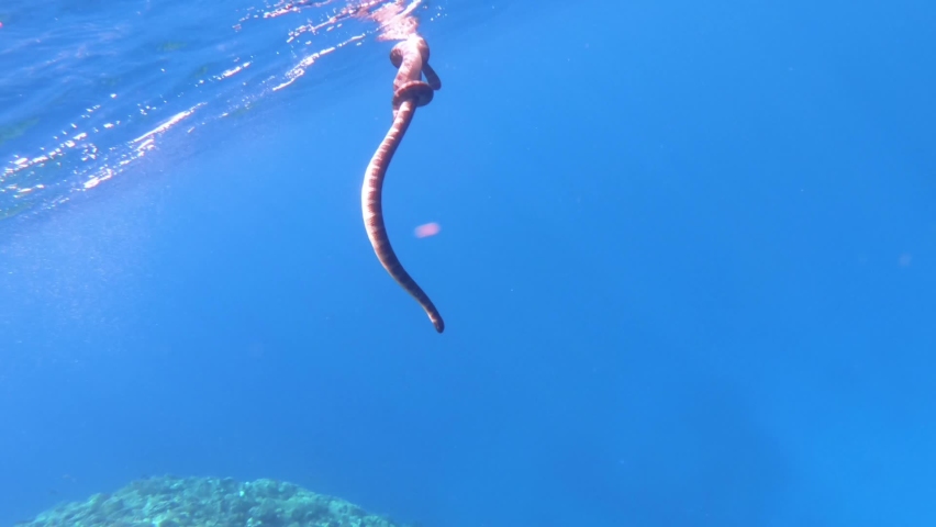 Poisonous Sea Snake Stock Video Footage - 4K and HD Video Clips ...