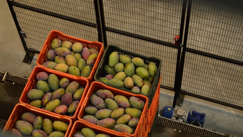 mangoes boxes industrial line packaging Stock Footage Video (100% ...