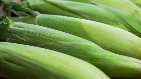 Corn Unpeeled Raw Corn Cobs Rotation Stock Footage Video (100% Royalty ...