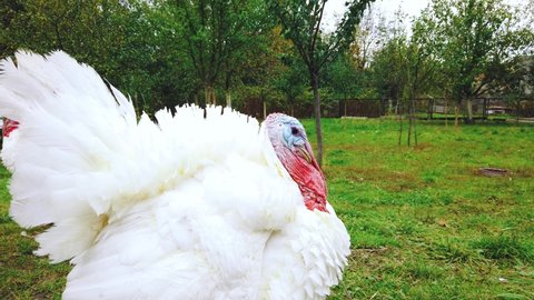 Big Broad Breasted White Turkey Garden Stock Footage Video (100% ...