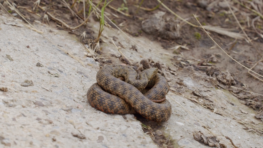 2 Midland brown snake Stock Video Footage - 4K and HD Video Clips ...
