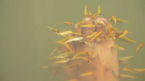 Fish Spa Pedicure Wellness Skin Care Stock Footage Video (100% Royalty ...