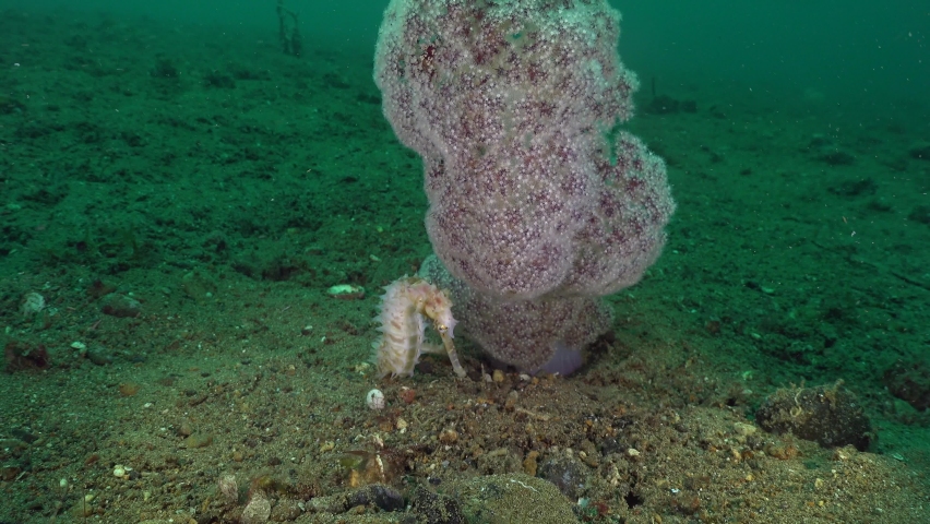 Bony fish Stock Video Footage - 4K and HD Video Clips | Shutterstock