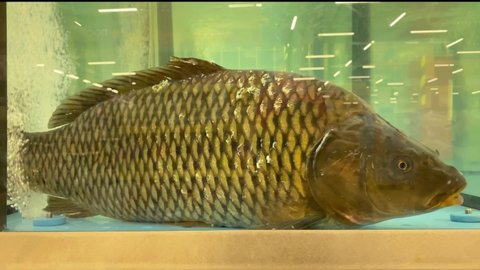 Alive Fish Ready Sale Supermarket Edible Stock Footage Video (100% ...