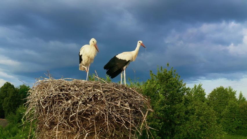 593 Stork house Stock Video Footage - 4K and HD Video Clips | Shutterstock