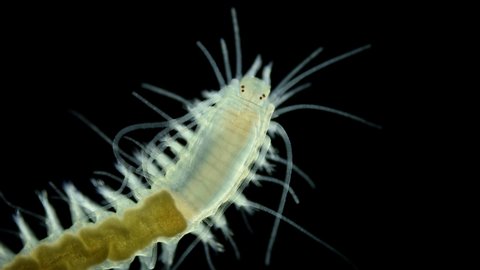 Polychaeta Worm Family Hesionidae Under Microscope Stock Footage Video ...