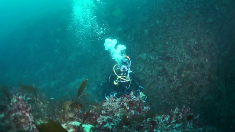 Diverin Thickets Grass Clear Water Against Stock Footage Video (100% ...