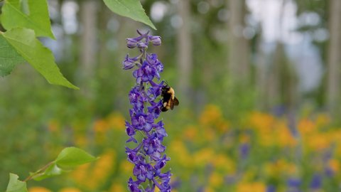 Bumble Bee Pollinating Lupine Flower Utah Stock Footage Video (100% ...