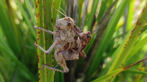 Locust Mother Carries Baby On Back Stock Footage Video (100% Royalty ...