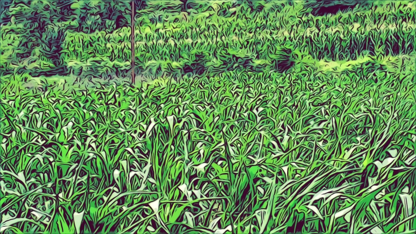 Cauliflower comic Stock Video Footage - 4K and HD Video Clips ...