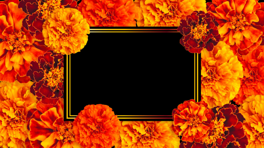 Marigold Frames Stock Video Footage - 4K and HD Video Clips | Shutterstock