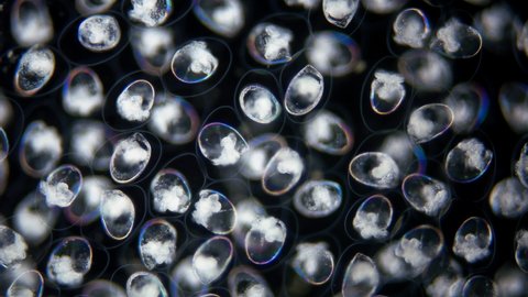 Eggs Mollusca Nudibranchia Embryos Under Microscope Stock Footage Video ...