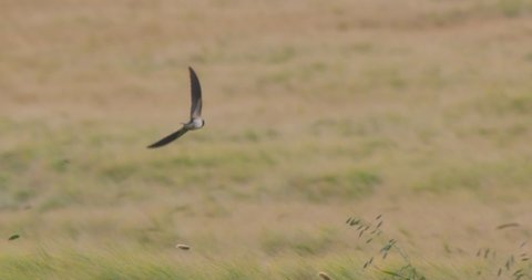Summer Swallow Bird Flying Fast Hunting Stock Footage Video (100% ...