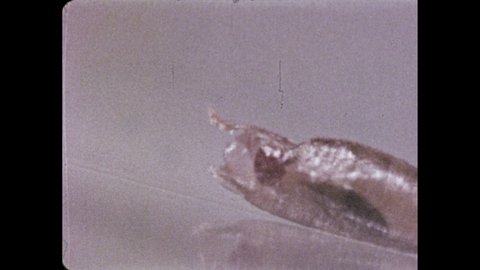 1970s Fruit Fly Hatches Larva Sac Stock Footage Video (100% Royalty ...