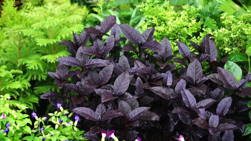 Brazilian joy weed Stock Video Footage - 4K and HD Video Clips ...