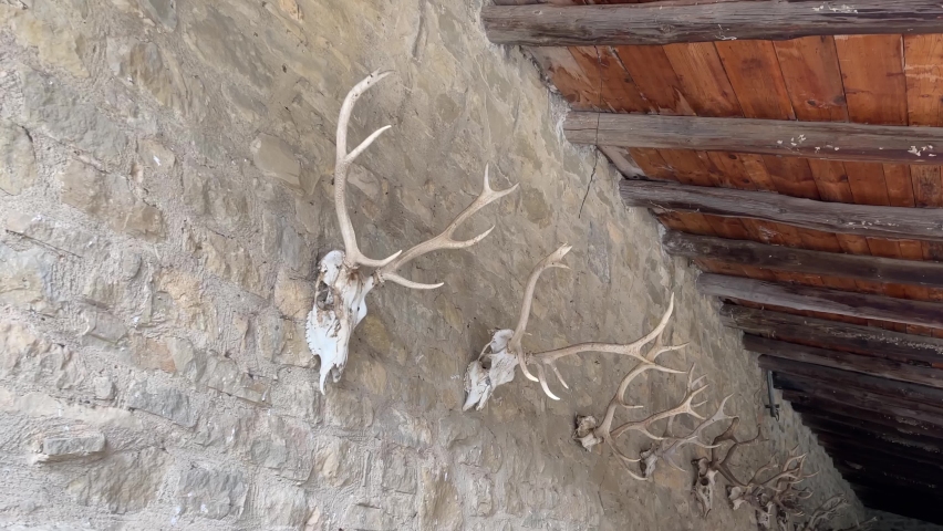 Antler Texture Stock Video Footage - 4K and HD Video Clips | Shutterstock