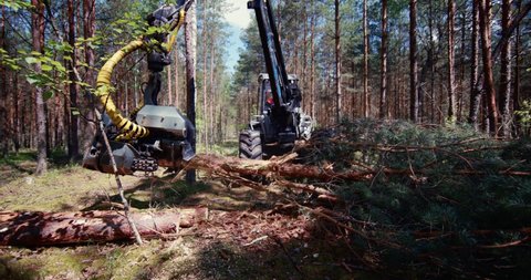 Deforestation Tractor Works Forest Cutting Down Stock Footage Video ...