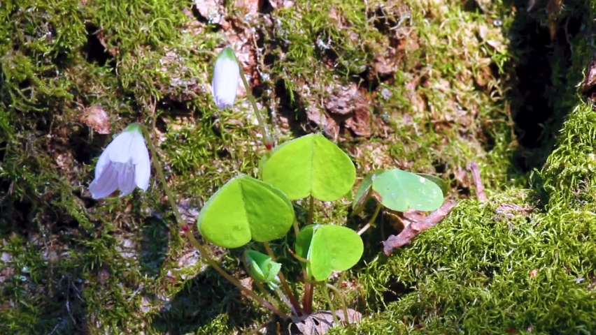 Nectariferous Plant Stock Video Footage - 4K and HD Video Clips ...