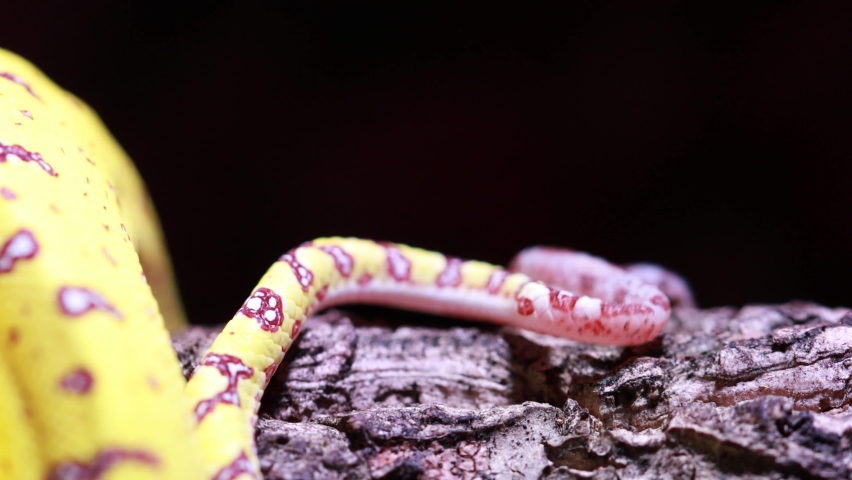 Green Tree Python - Morelia viridis image - Free stock photo - Public ...