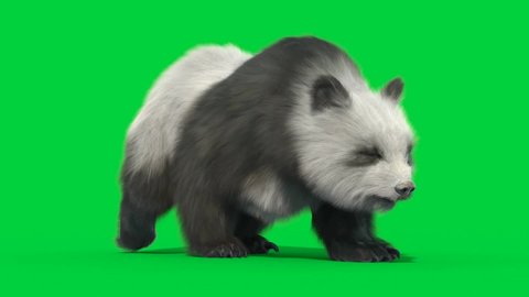 Green Screen Panda Real Fur Walkcycle Stock Footage Video (100% Royalty ...