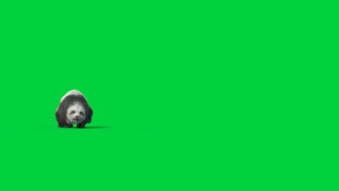 Green Screen Panda Real Fur Runs Stock Footage Video (100% Royalty-free ...