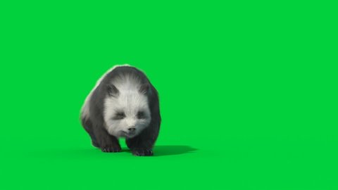 Green Screen Panda Real Fur Walks Stock Footage Video (100% Royalty ...