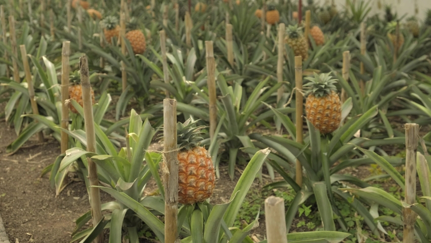 Traditional Pineapple Cultivation of the Stock Footage Video (100% ...
