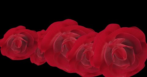 Red Rose Falling 4k Transition Roses Stock Footage Video (100% Royalty ...