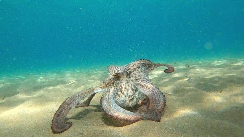 Wild Octopus with Open Arms Stock Footage Video (100% Royalty-free ...