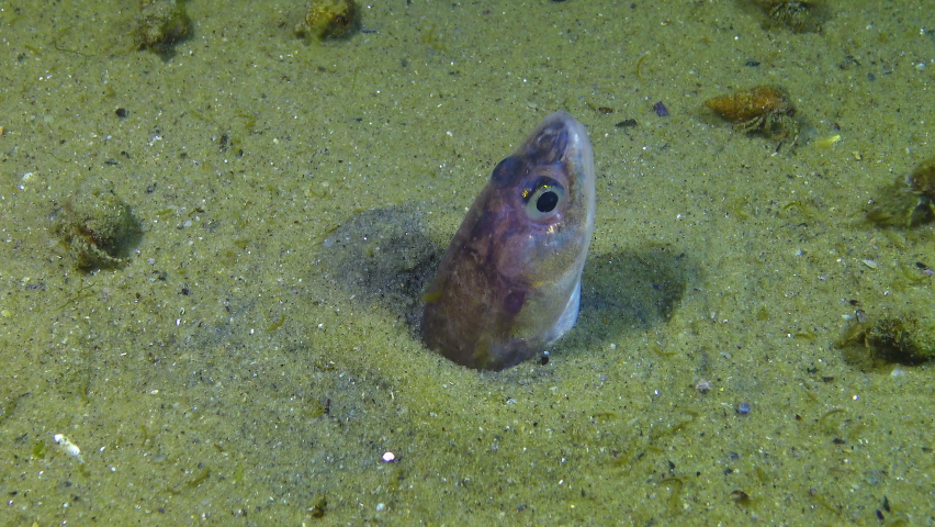 Fish of the Black Sea, Stock Footage Video (100% Royalty-free ...