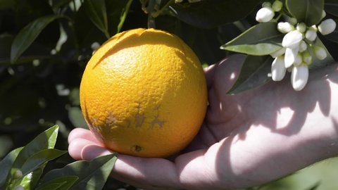 Hand Lifting Orange Tree Stock Footage Video (100% Royalty-free ...