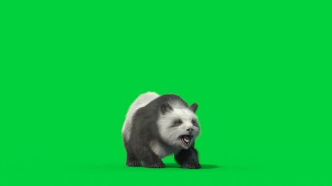 Green Screen Panda Real Fur Attacks Stock Footage Video (100% Royalty ...