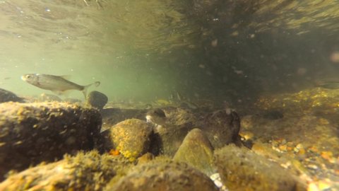 Underwater Shot Fish Clean Clear River Stock Footage Video (100% ...