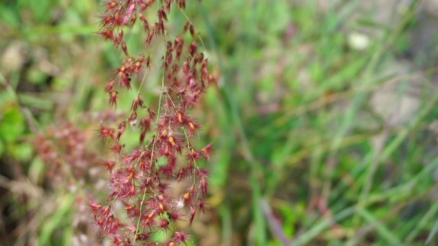 Burma Reed Stock Video Footage - 4K and HD Video Clips | Shutterstock