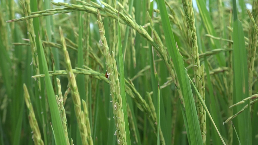 Ladybirds rice field Stock Video Footage - 4K and HD Video Clips ...