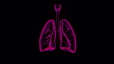 3d Holographic Lung Rotation Graphics Animation Stock Footage Video ...