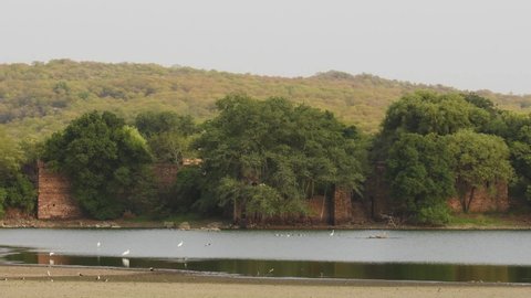 Rajbagh Lake Hunting Palace Ranthambore National Stock Footage Video ...