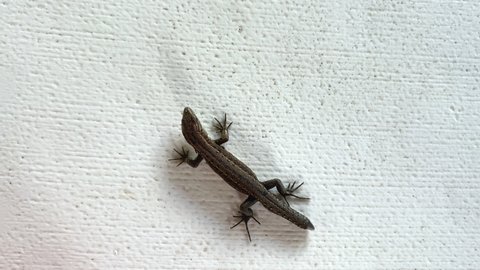 Beautiful Green Lizard Without Tail Breathing Stock Footage Video (100% ...