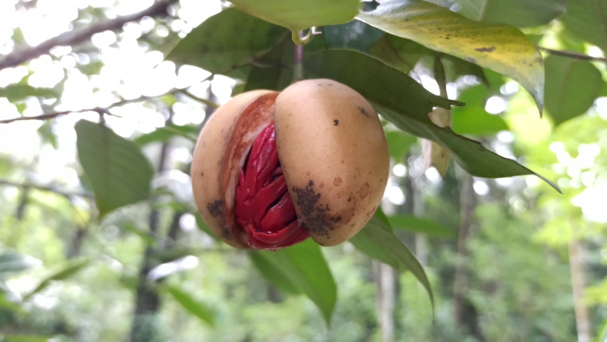 Mace plant Stock Video Footage - 4K and HD Video Clips | Shutterstock