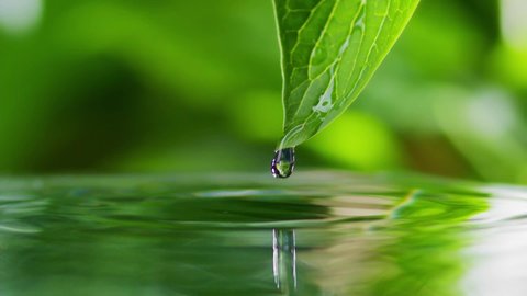Dew Drops Fall Into Water Green Stock Footage Video (100% Royalty-free ...